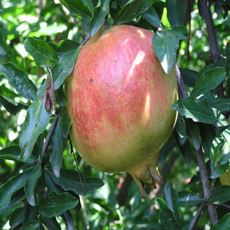 Anar Ganesh- Fruit Plants & Tree | Buy Healthy Plants Online | DoPlant ...