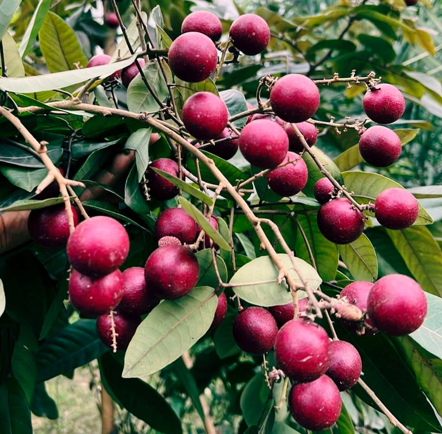 Scarllet's ruby longan Fruit Plant | Buy Healthy Plants Online ...