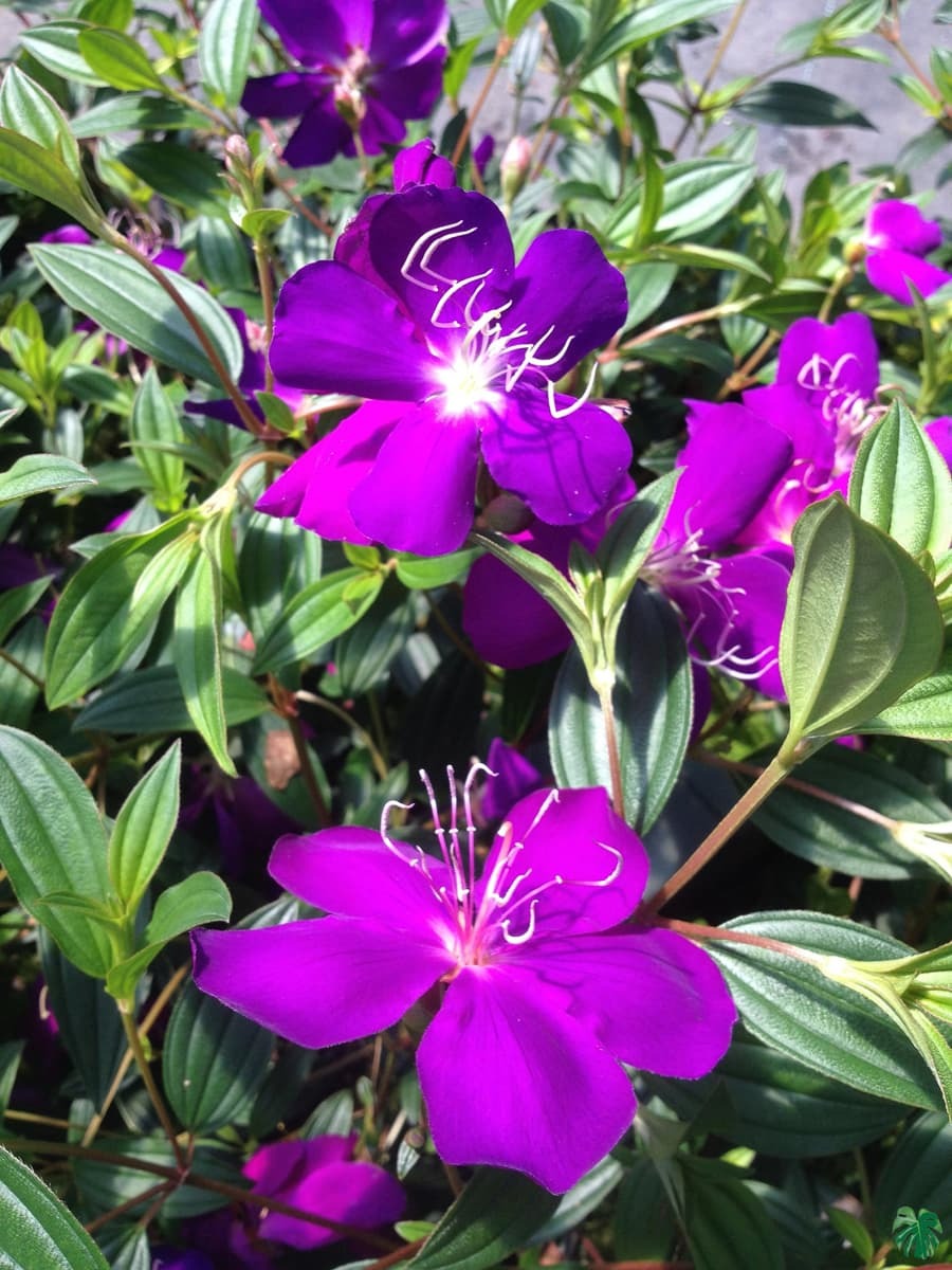 Tibuchina Flower Plant | Buy Healthy Plants Online | DoPlant – Do Plant
